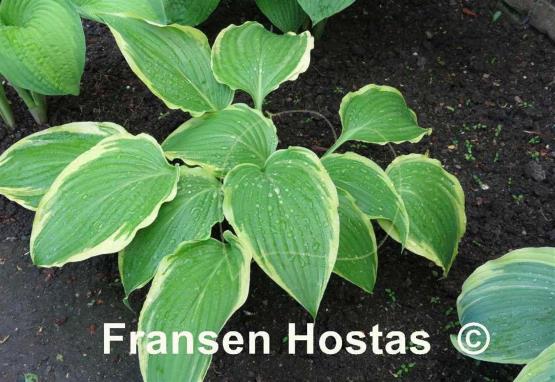Hosta Happy Valley - Fransen Hostas